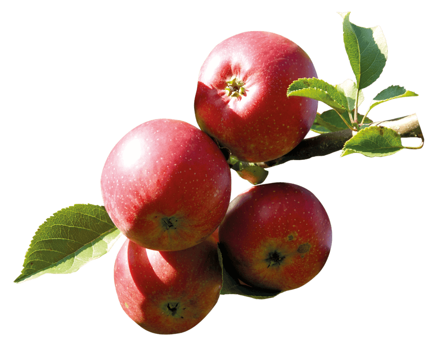 Die Produkte - pomme200.de